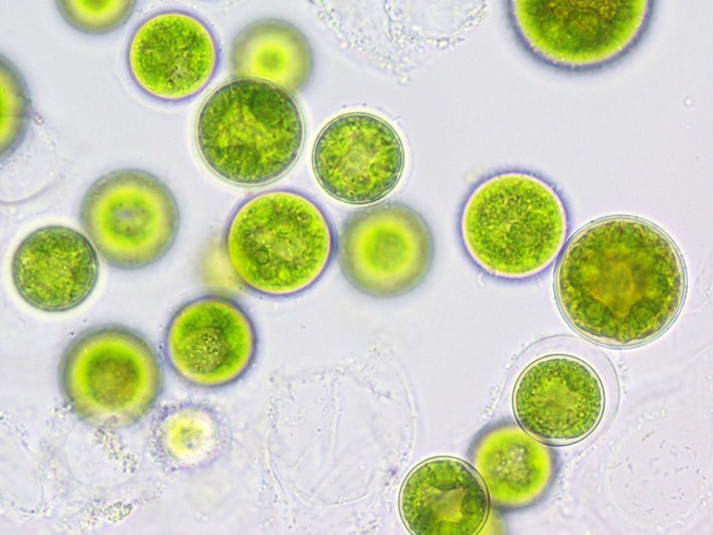 Nitrogen Generation For Algae Prevention & Sparging | N2 Gas Algae