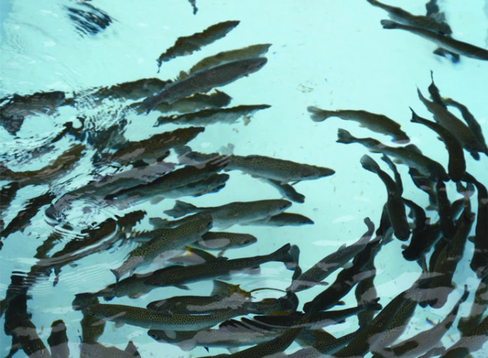 Fish Farms & Hatchery Oxygen Generators | Fishery O2 Generation